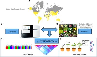 Frontiers | Status and prospects of genome-wide association studies in cotton